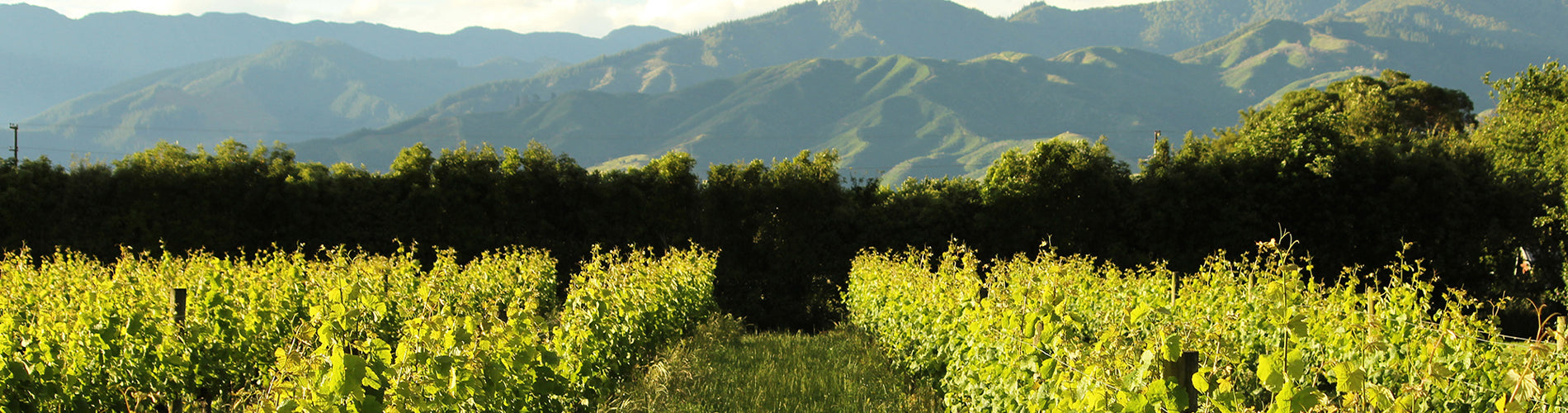 Astrolabe Wines – O'Briens Wine
