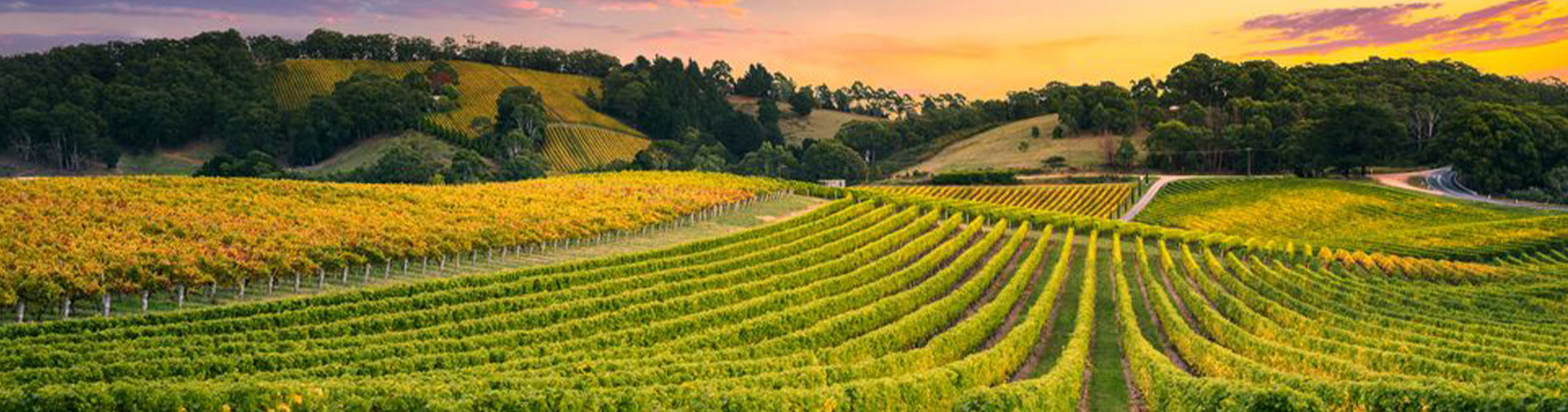 Fine Wine Partners – O'Briens Wine